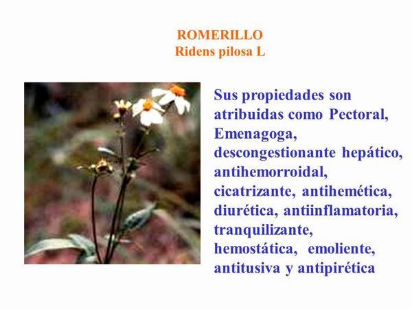 El romerillo encierra un tesoro para la salud