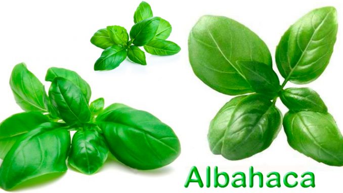 dinastía lona Comida albahaca insecticida bomba creativo Floración