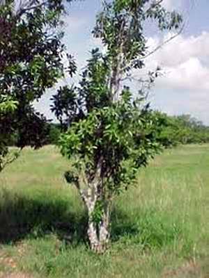 Acerca del Malambo o Cúrbana