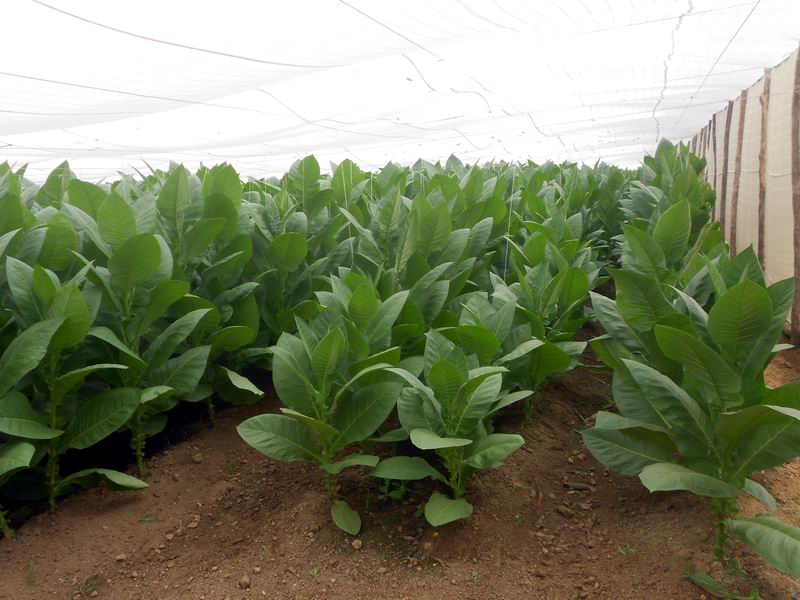 La Vega de Tabaco... donde germina el Habano Cubano (+Fotos)