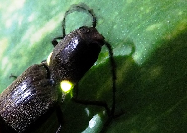 Del increíble mundo de los artrópodos