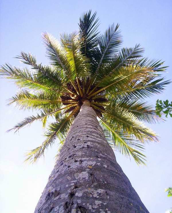 Las palmas: reinas del paisaje cubano