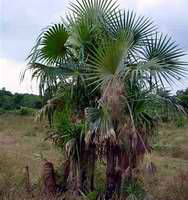 Guano barbudo: palma endémica de Cienfuegos - Radio Rebelde