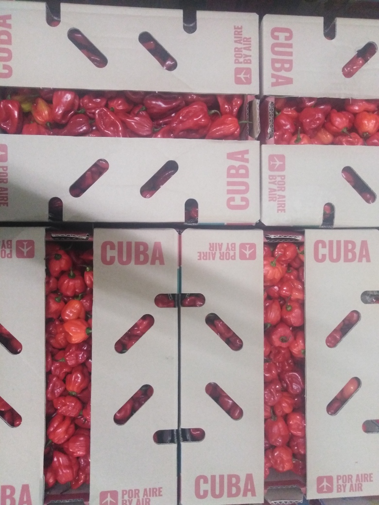 La primera exportación de la internacionalizada empresa tunera AGROINT ...