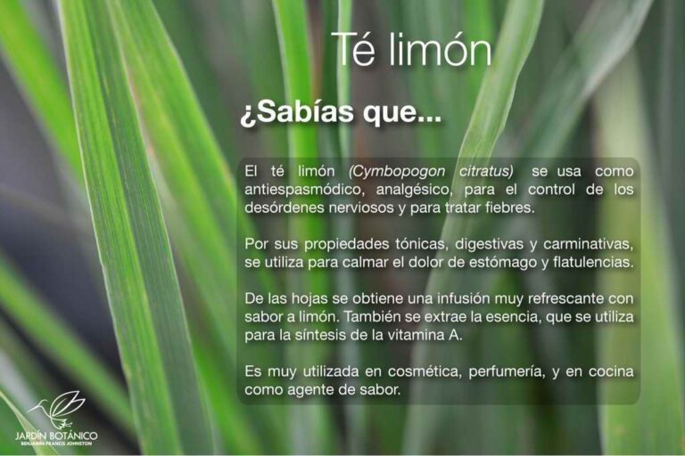 El té de hojas de limón y sus beneficios